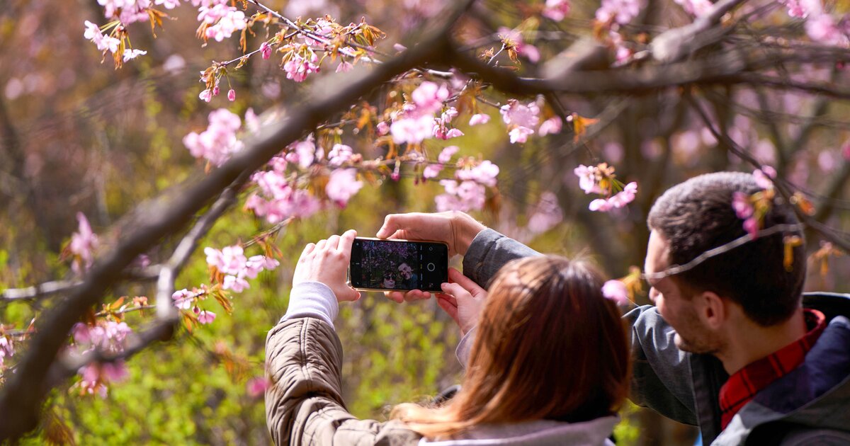 В сервисе Russpass опубликовали 5 новых маршрутов по весенней Москве – Москва 24, 24.04.2024